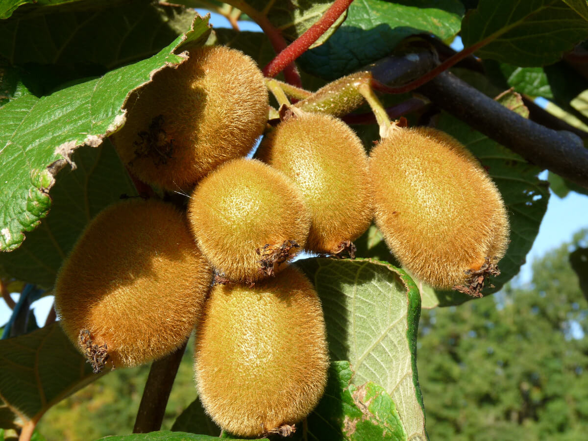 Kiwi Jenny bio pot de 1,5 L - MonJardinBio.com