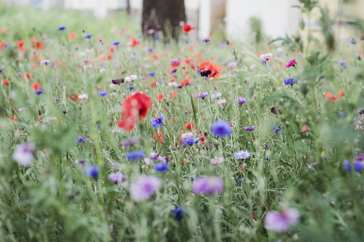 Comment mettre en place une bande florale au jardin ? – MonJardinBio.com