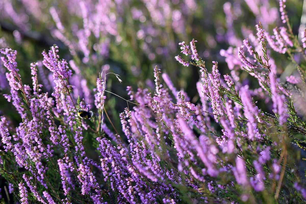 Comment et où planter de la bruyère ? – MonJardinBio.com