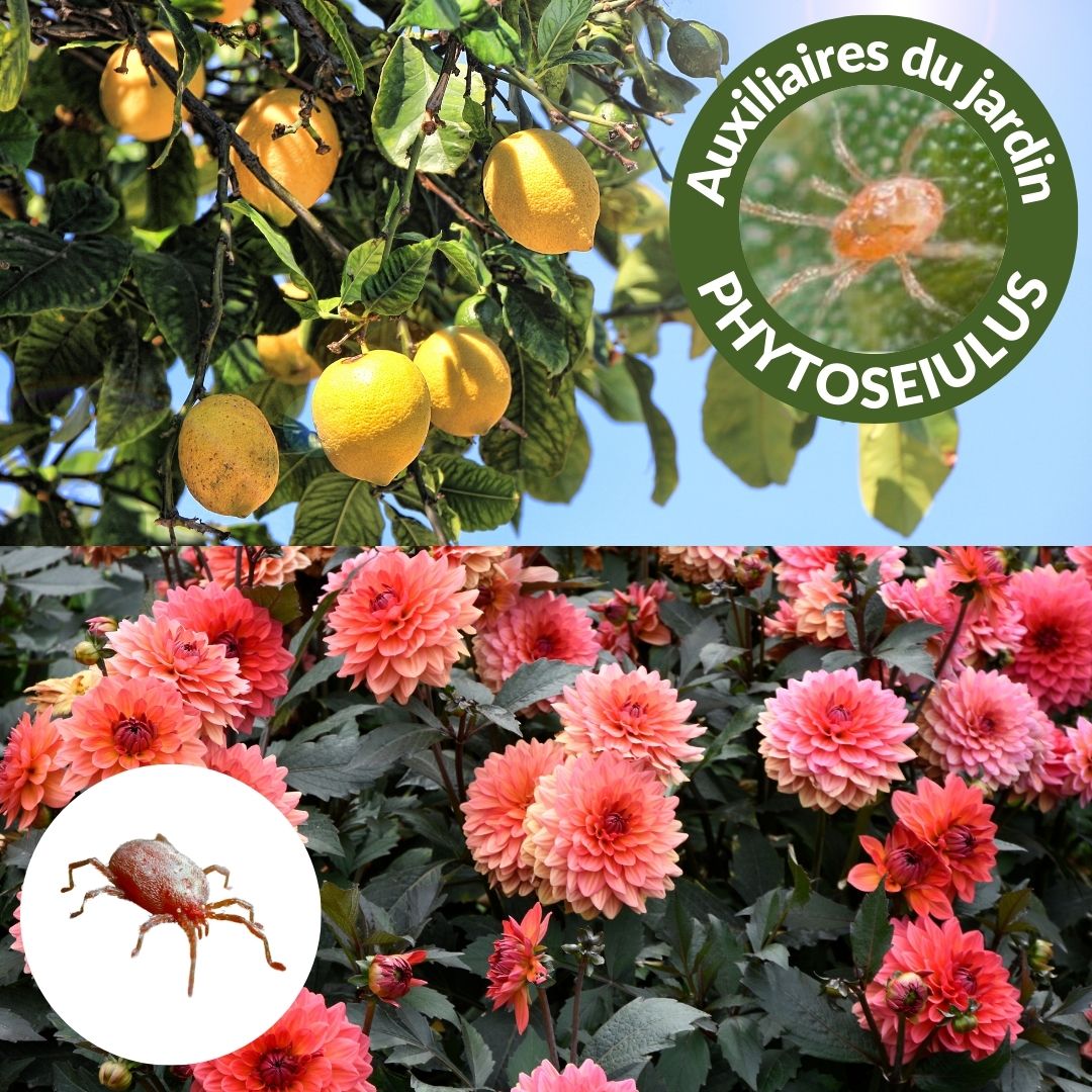Phytoseiulus contre acariens (agrumes, plantes d’intérieur, tomates, f ...