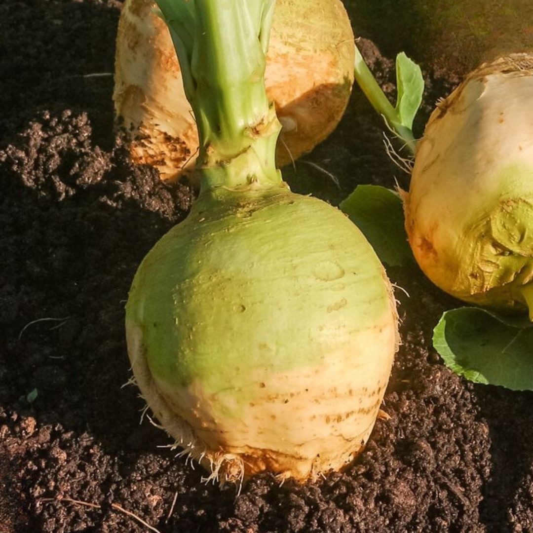 Plant Potager Bio Rutabaga à Collet Vert - lot de 10 mottes ...