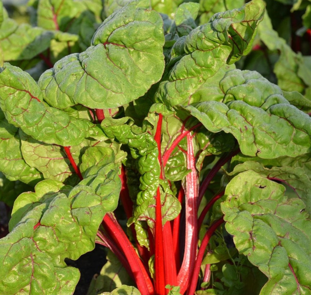 Plant Potager Bio Blette à Côtes Rouge - lot de 10 mottes ...