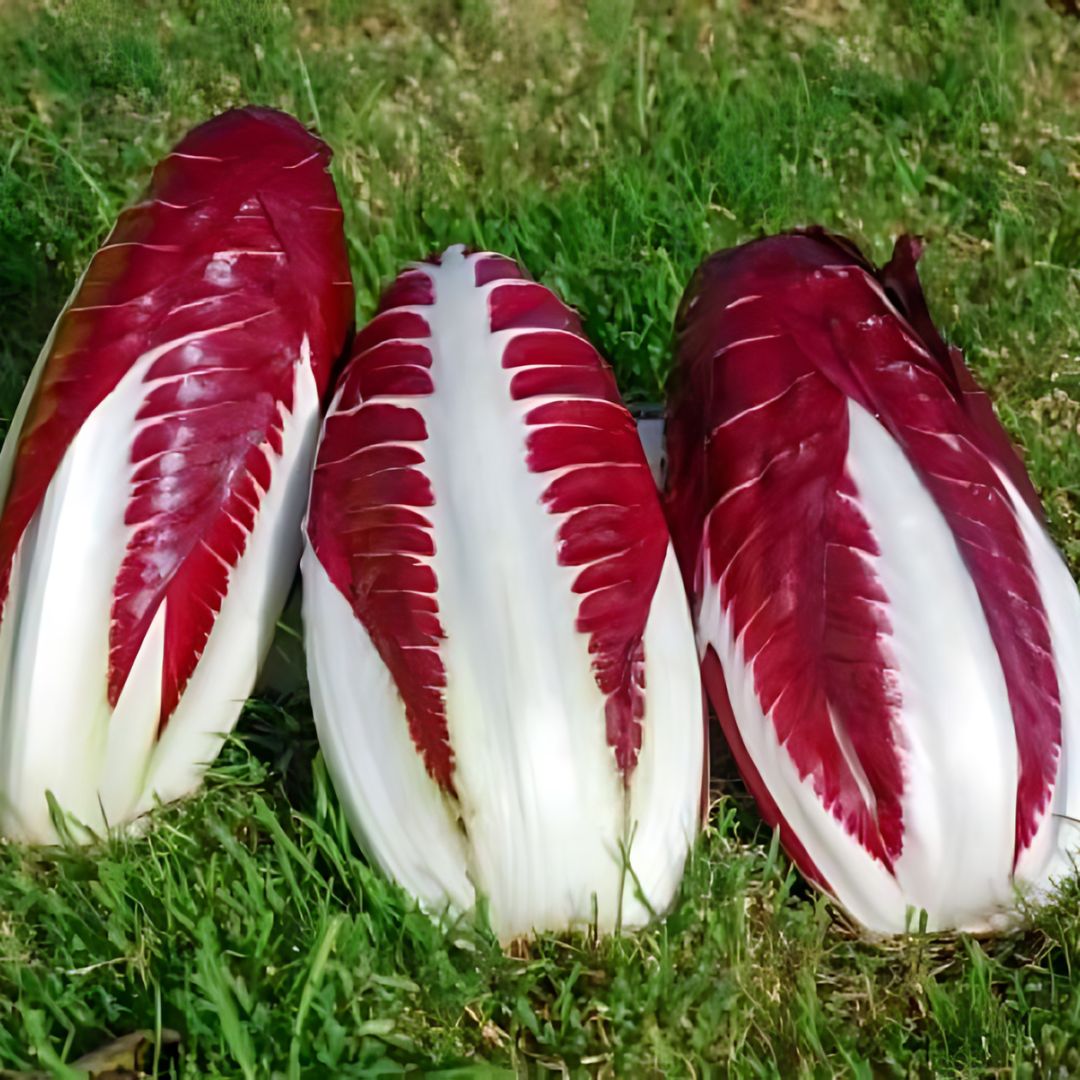 Plant Potager Bio Chicorée Rouge Trévise - lot de 10 mottes ...
