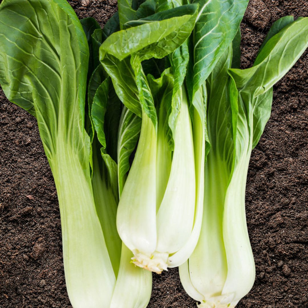 Plant Potager Bio Chou Chinois Pak Choï - lot de 10 – MonJardinBio.com