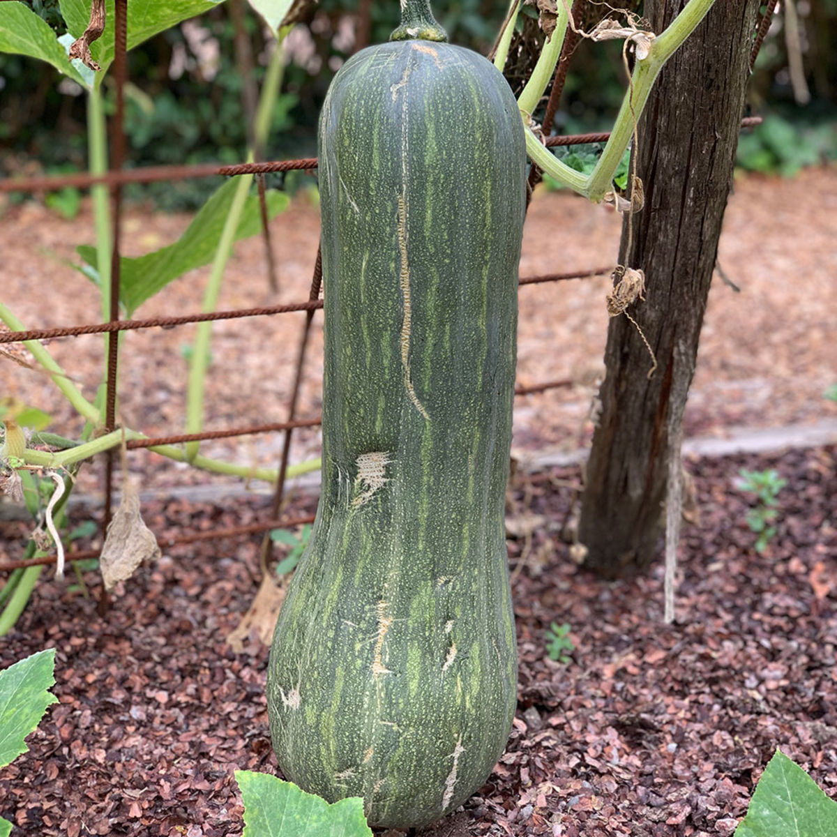 Plant Potager Bio Courge Pleine de Naples – MonJardinBio.com