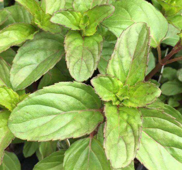 Plant Potager Bio Menthe Basilic – MonJardinBio.com