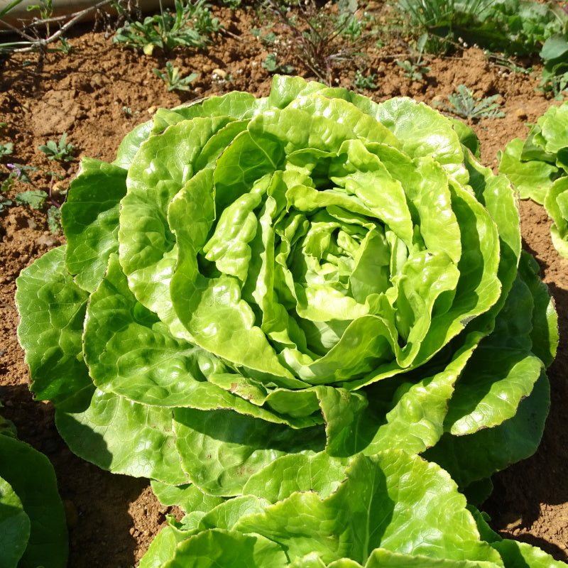 Plant Potager Bio Laitue Blonde Analota - lot de 10 mottes ...