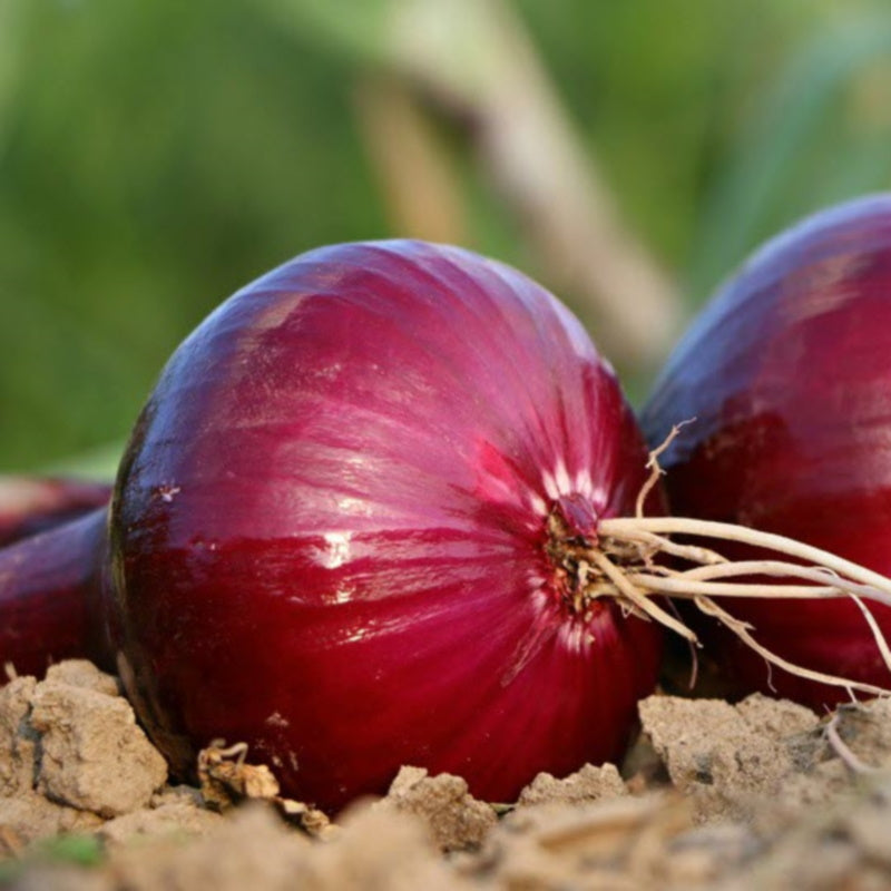 Plant Potager Bio Oignon Rouge - 30 plants – MonJardinBio.com