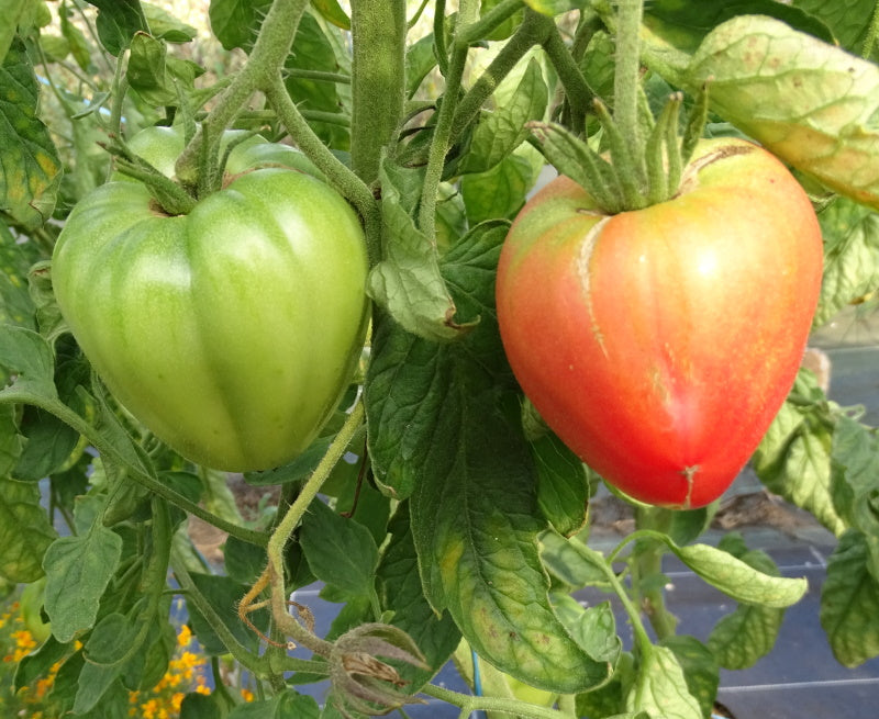 Plant Potager Bio Tomate Cœur de Bœuf Rose – MonJardinBio.com