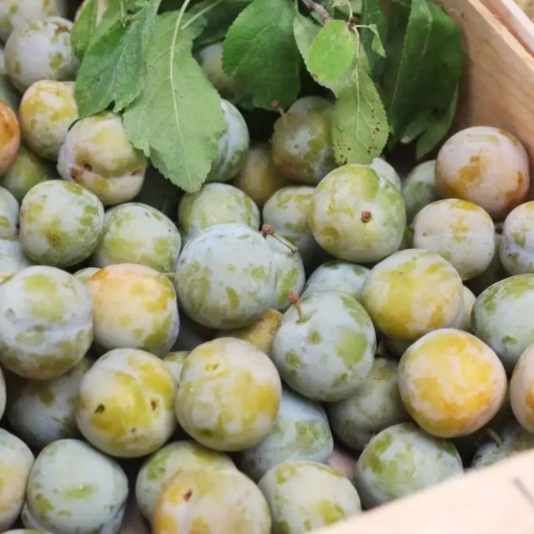 Prunier bio Reine Claude dorée – MonJardinBio.com