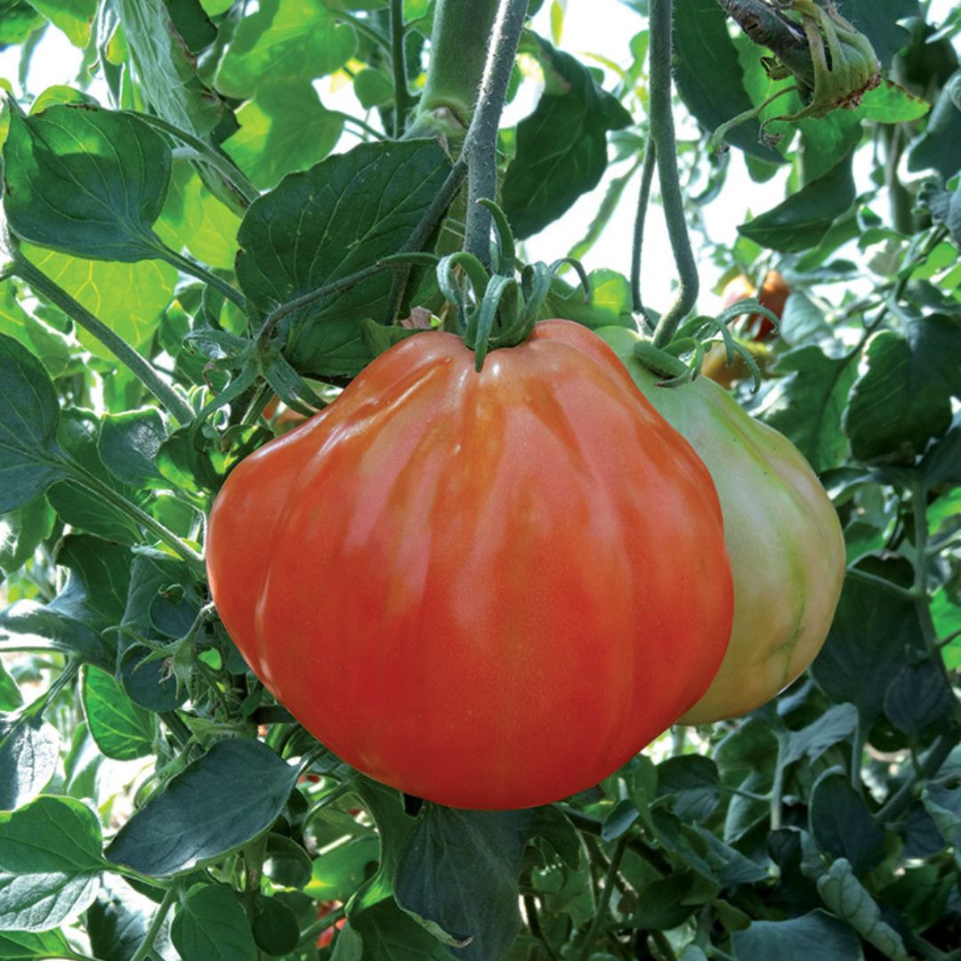 Plant Potager Bio Tomate Liguria – MonJardinBio.com