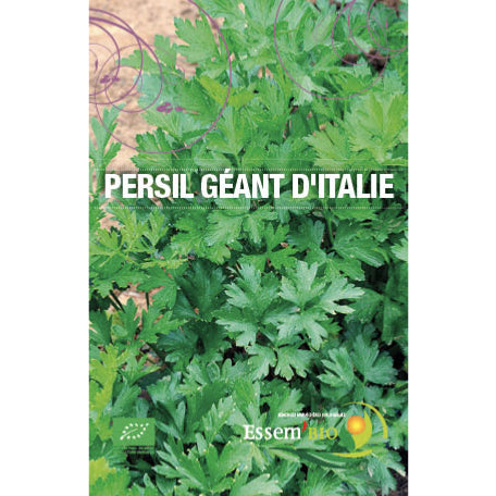 Persil plat Géant d’Italie Bio - MonJardinBio.com