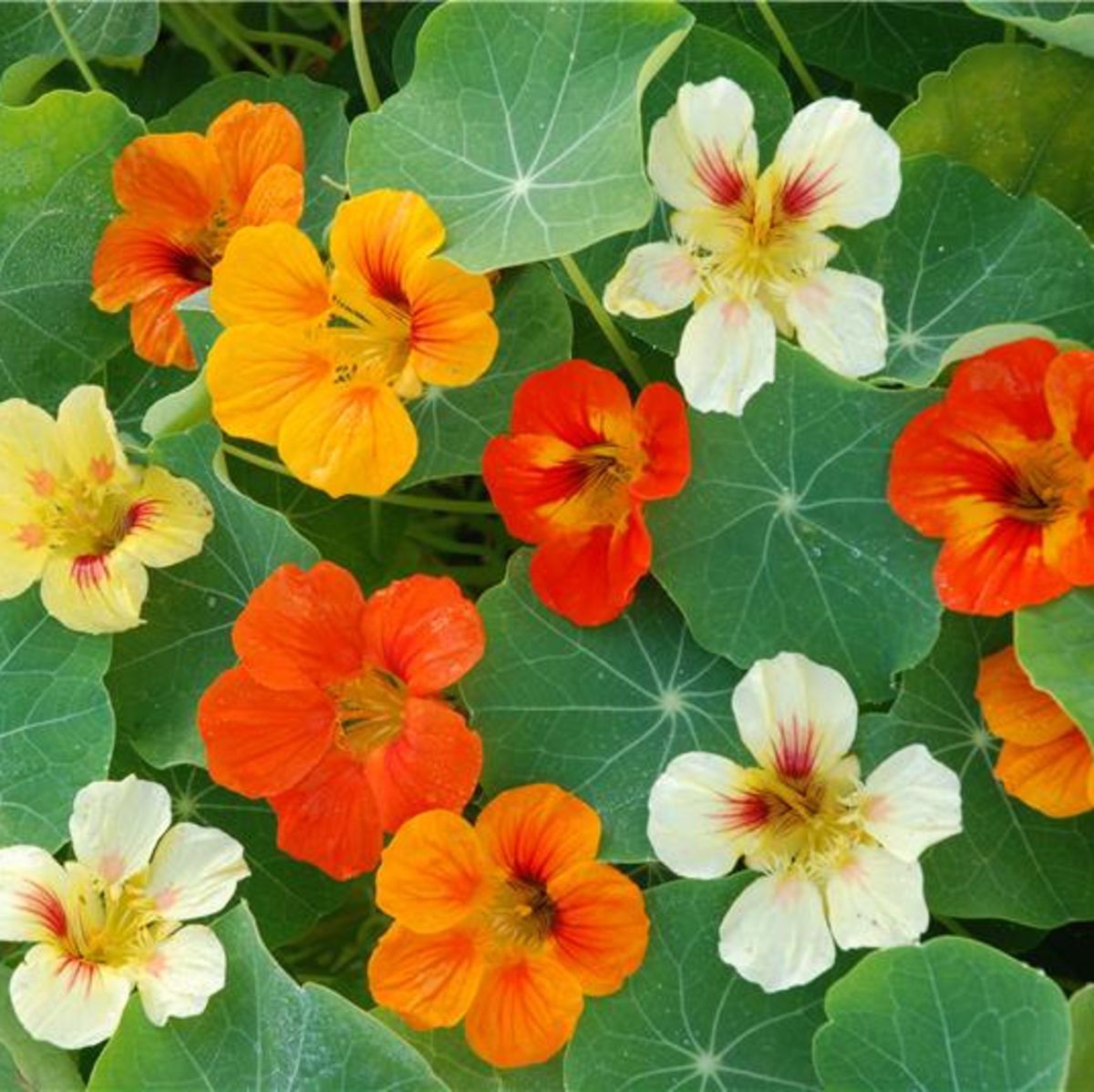 Plant Bio Capucine – MonJardinBio.com