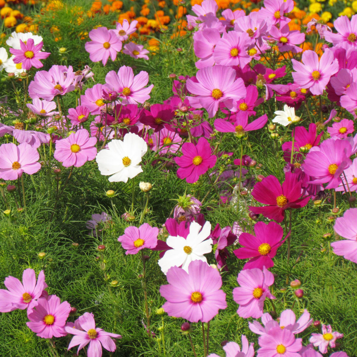 Plant Bio Cosmos Bipinnatus – MonJardinBio.com
