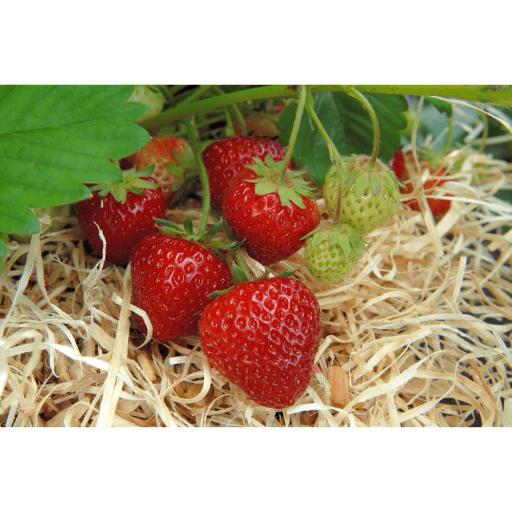 Plant bio Fraisier Senga Sengana – MonJardinBio.com